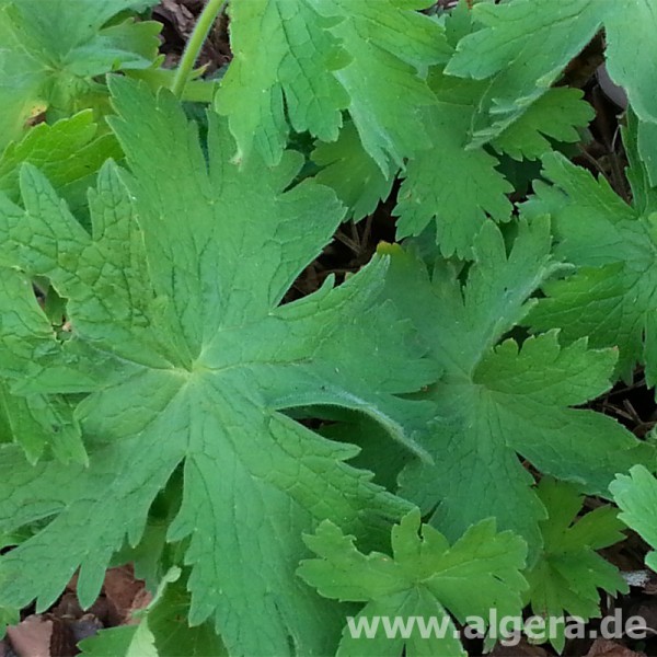 GERANIUM aristatum