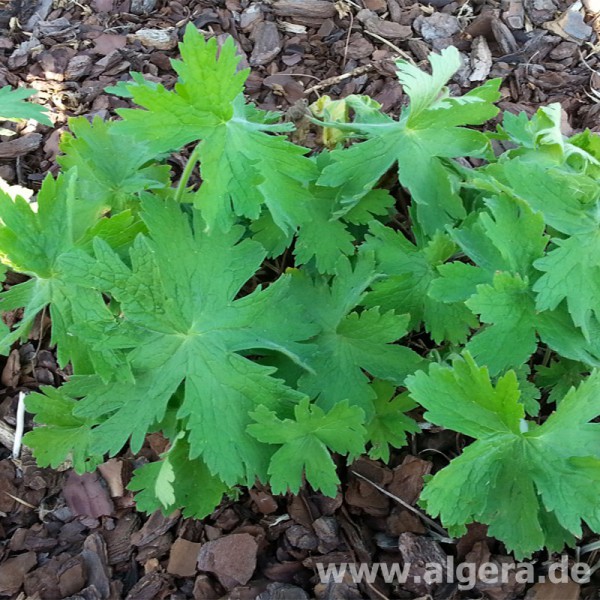GERANIUM aristatum