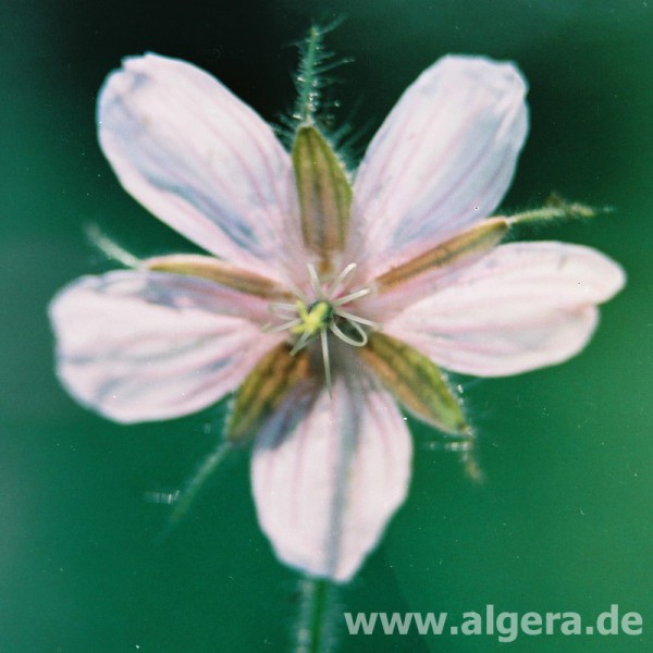 GERANIUM aristatum