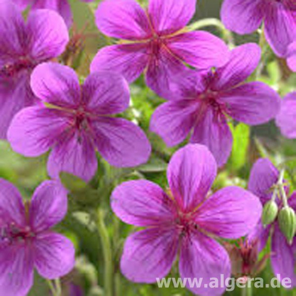 GERANIUM soboliferum 'Starman'